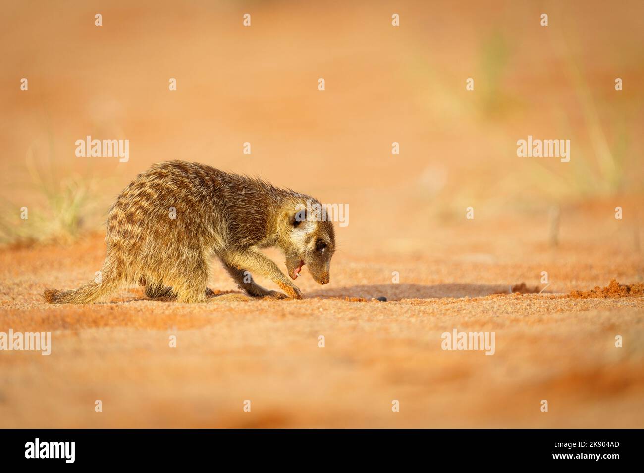 Cute Meerkat Baby (Suricata suricatta) digging for food in red soil ...