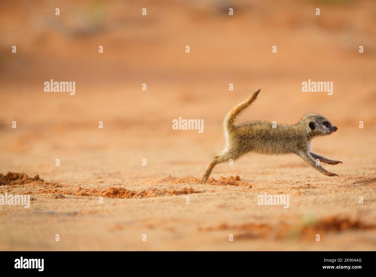 Meerkat Baby (Suricata suricatta) running across the African savanna on ...