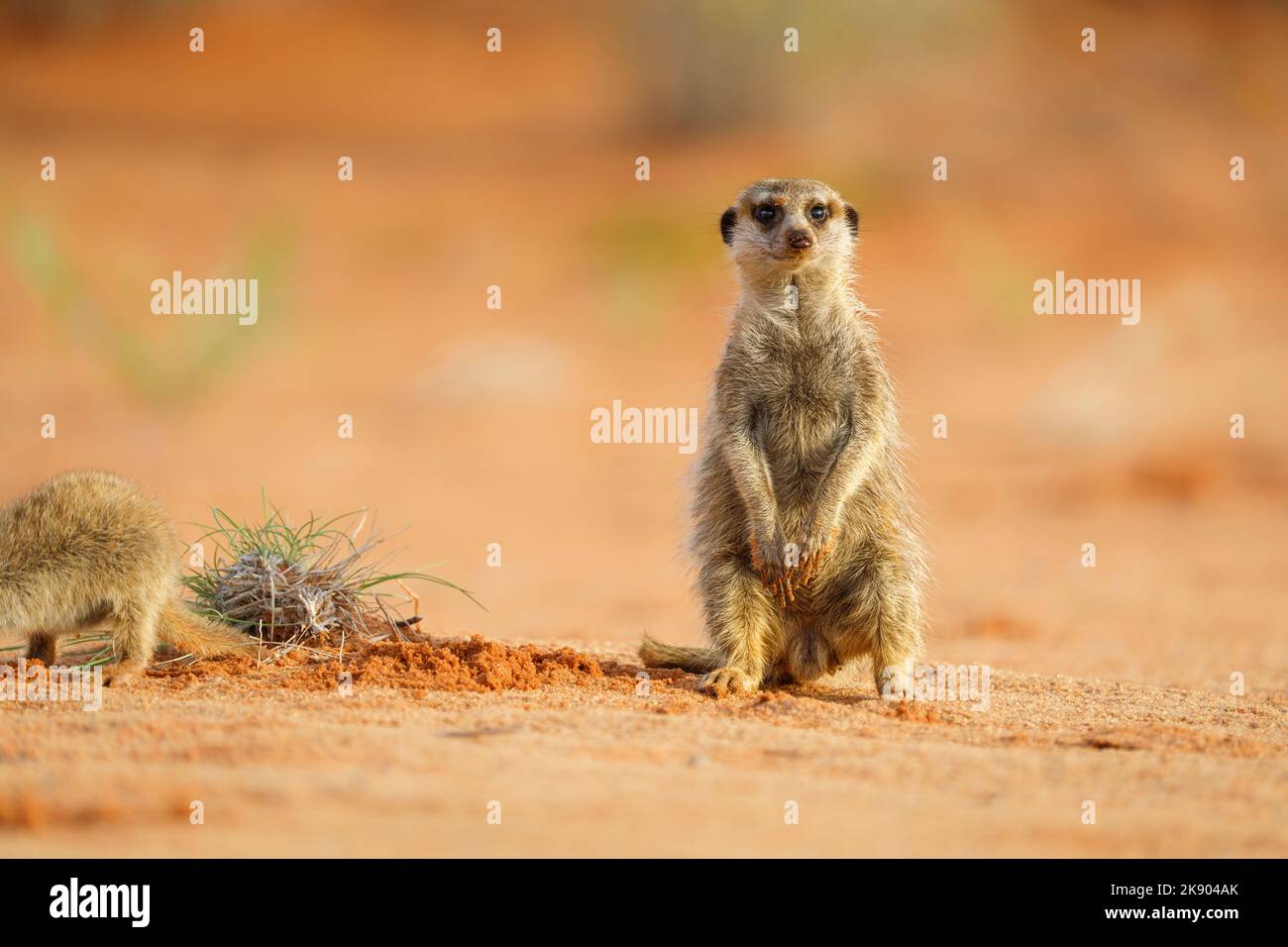 Cute Meerkat Baby (Suricata suricatta) sits on the red ground, looking ...