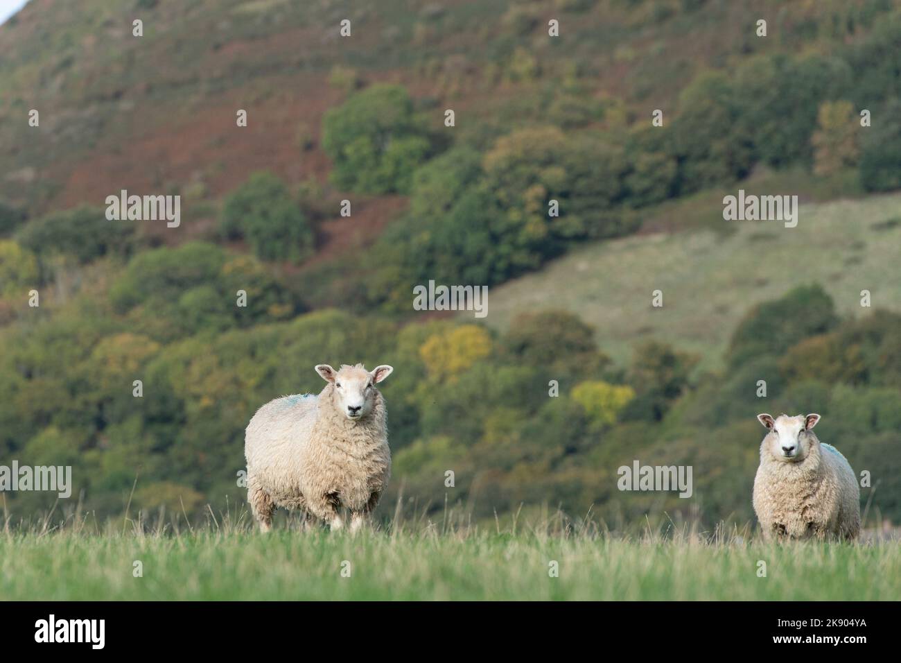 two sheep grazing on Exmoor Stock Photo - Alamy