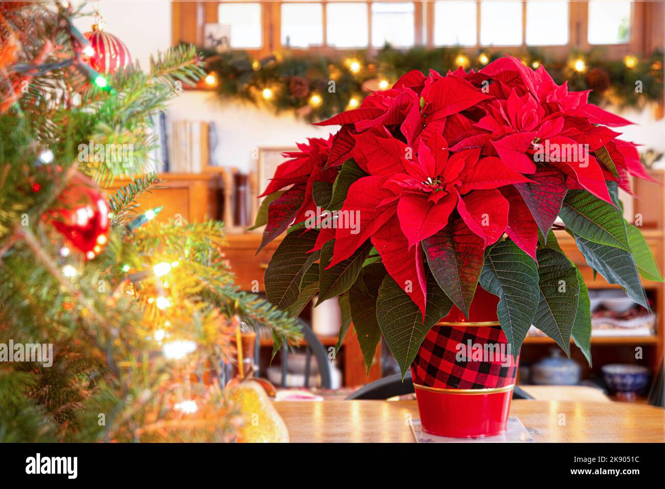Poinsettia plant as part of home interior Christmas decoration Stock ...