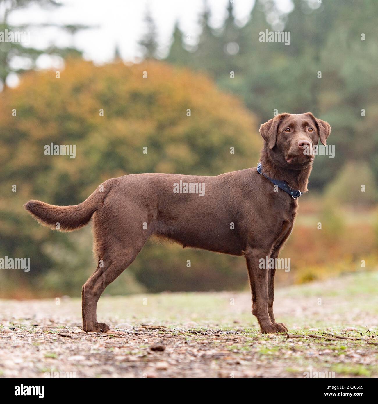 labrador retriever, chocolate Stock Photo - Alamy