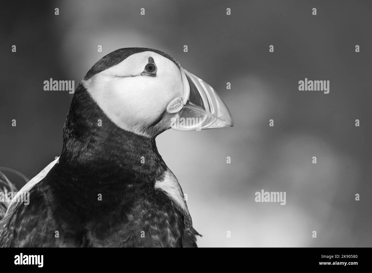 Single Portrait side on a low level close up Marco photograph on Single ...