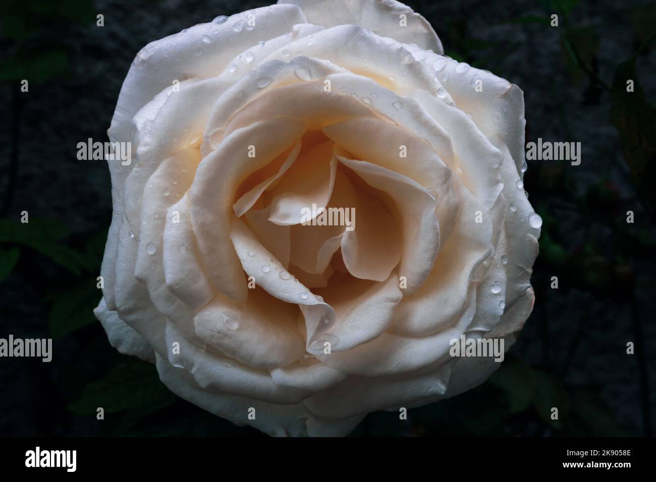 Macro photography of a wet white rose with golden shades. Flower after ...
