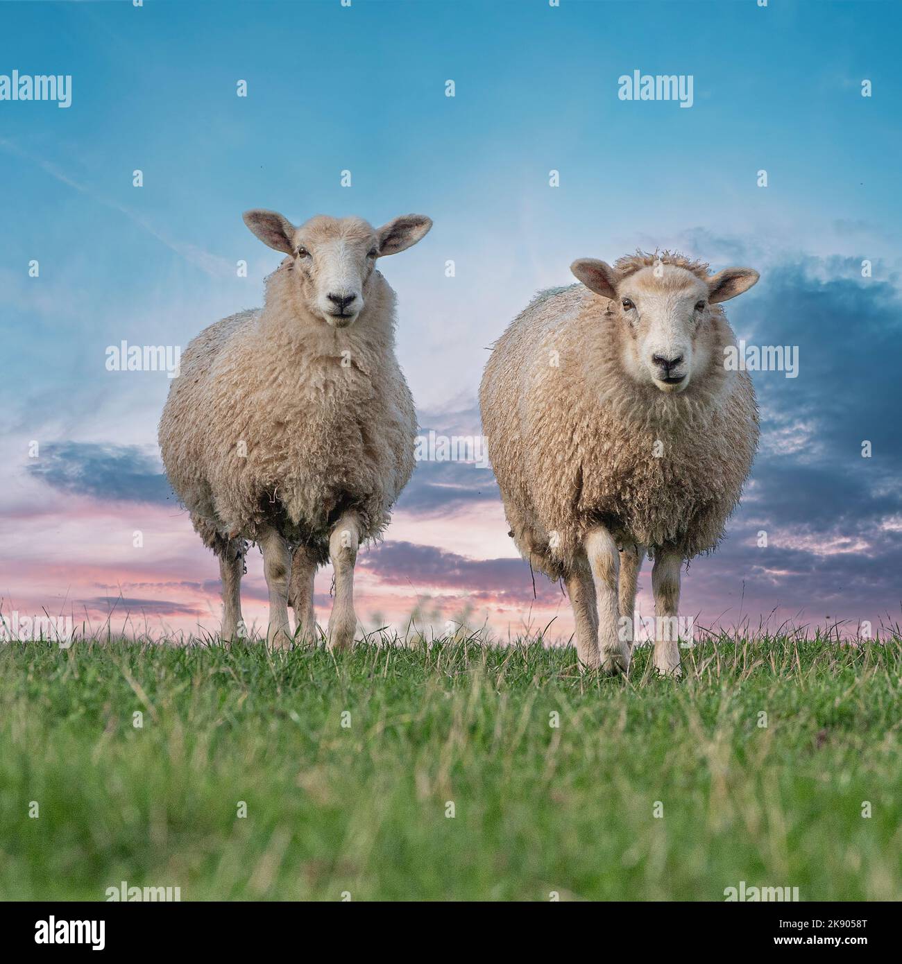 Exmoor Horn sheep Stock Photo - Alamy