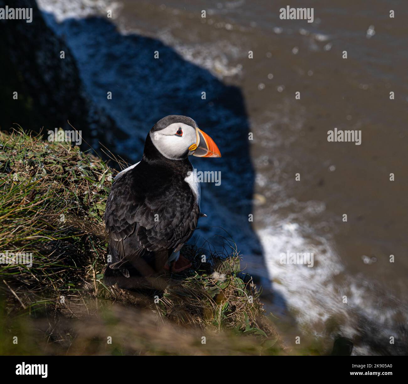Puffin nesting on cliff face on rugged UK coastline low-level portrait ...