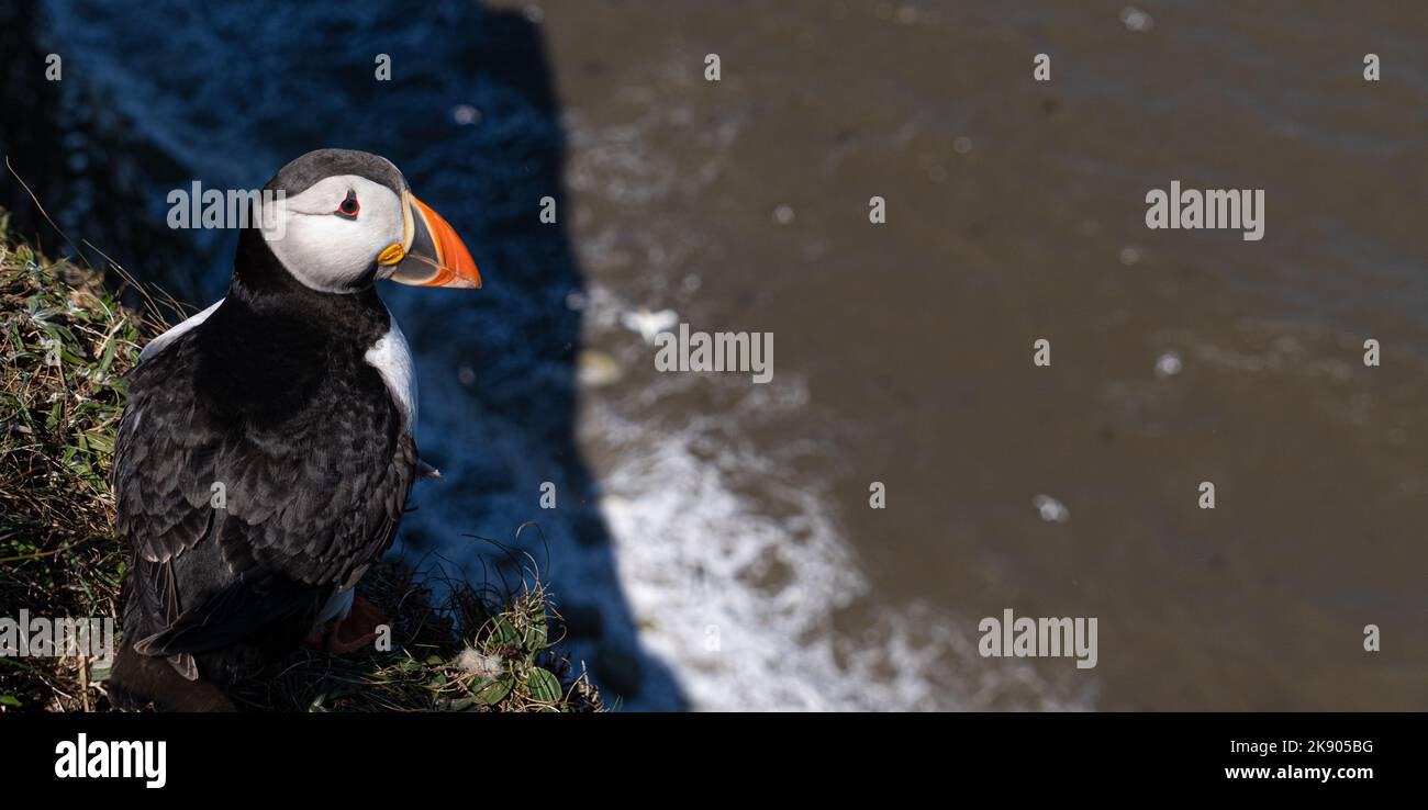 Puffin nesting on cliff face on rugged UK coastline low-level portrait ...
