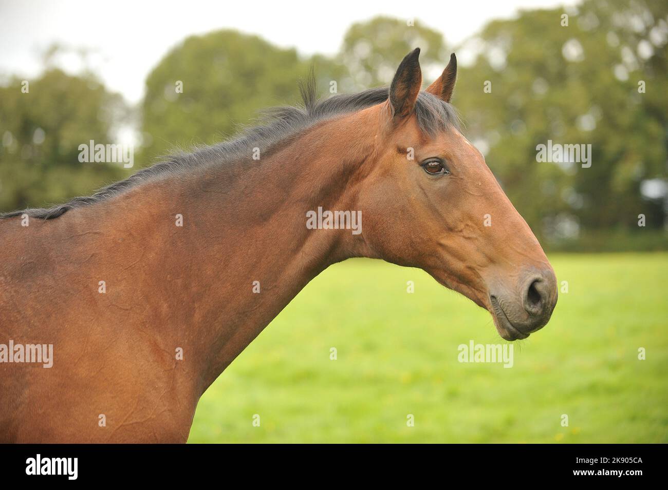 Warm blood bay horse standing hi-res stock photography and images - Alamy
