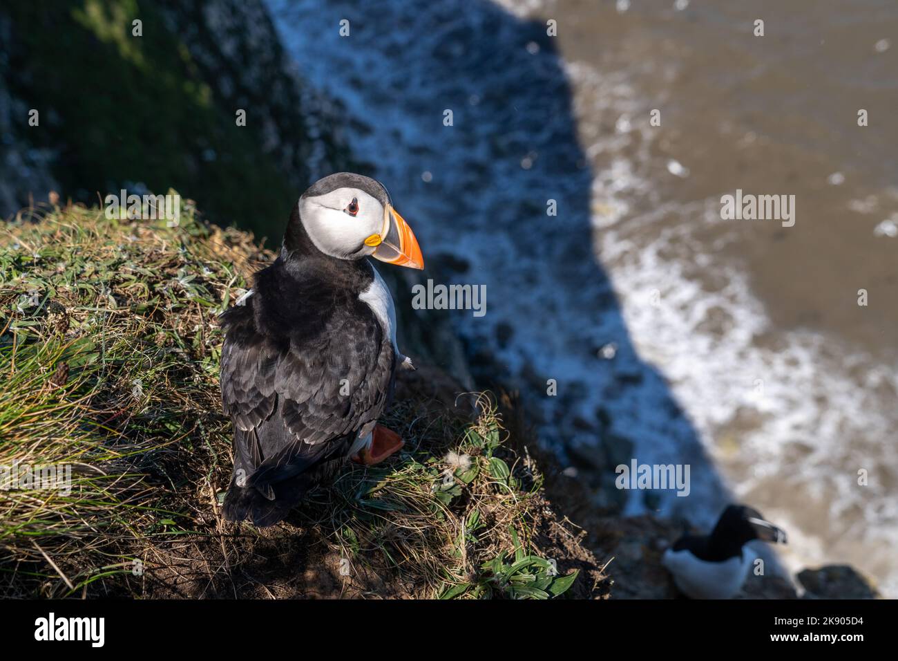 Puffin nesting on cliff face on rugged UK coastline low-level portrait ...