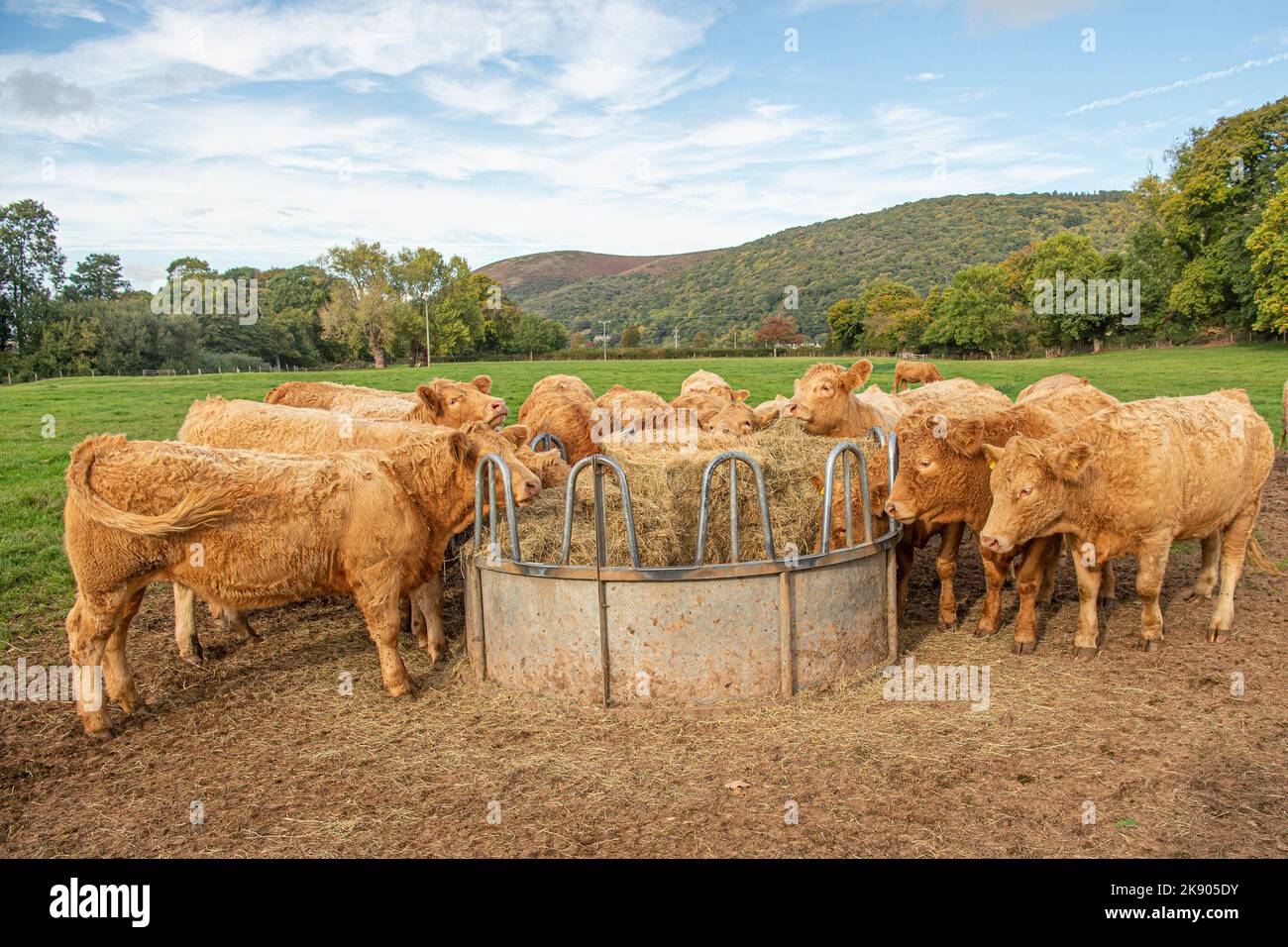 Cattle herd countryside hi-res stock photography and images - Alamy