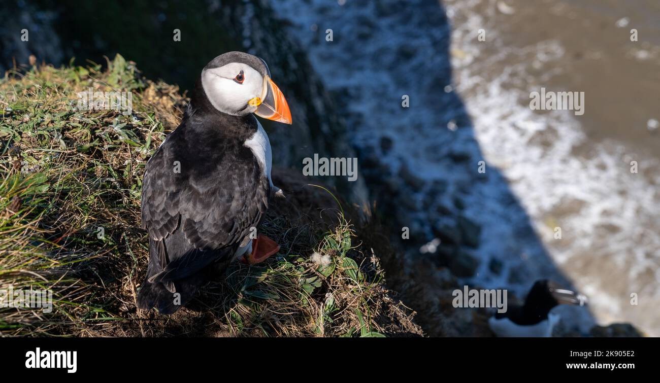 Puffin nesting on cliff face on rugged UK coastline low-level portrait ...