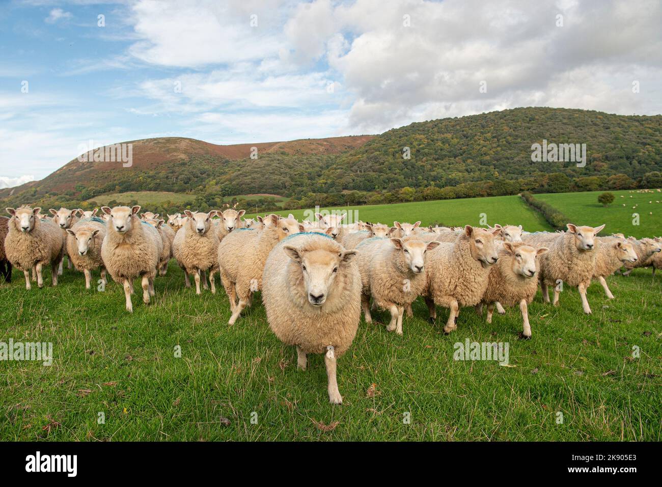 flock of sheep walking towards camera Stock Photo - Alamy