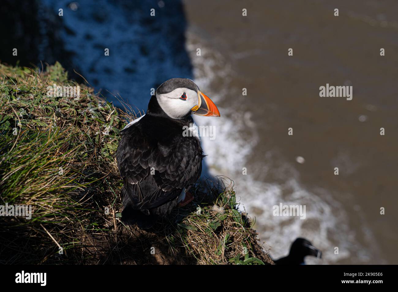Puffin nesting on cliff face on rugged UK coastline low-level portrait ...