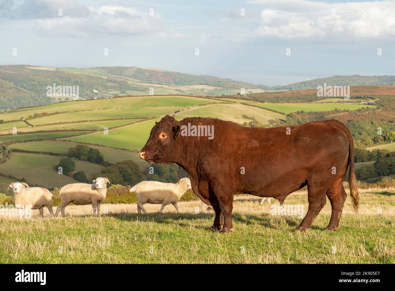 Uk landscape with cattle and sheep hi-res stock photography and images ...