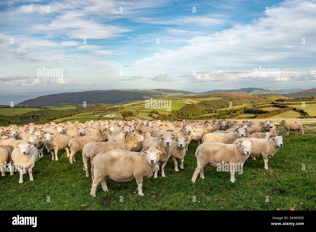 flock of sheep on Exmoor Stock Photo - Alamy