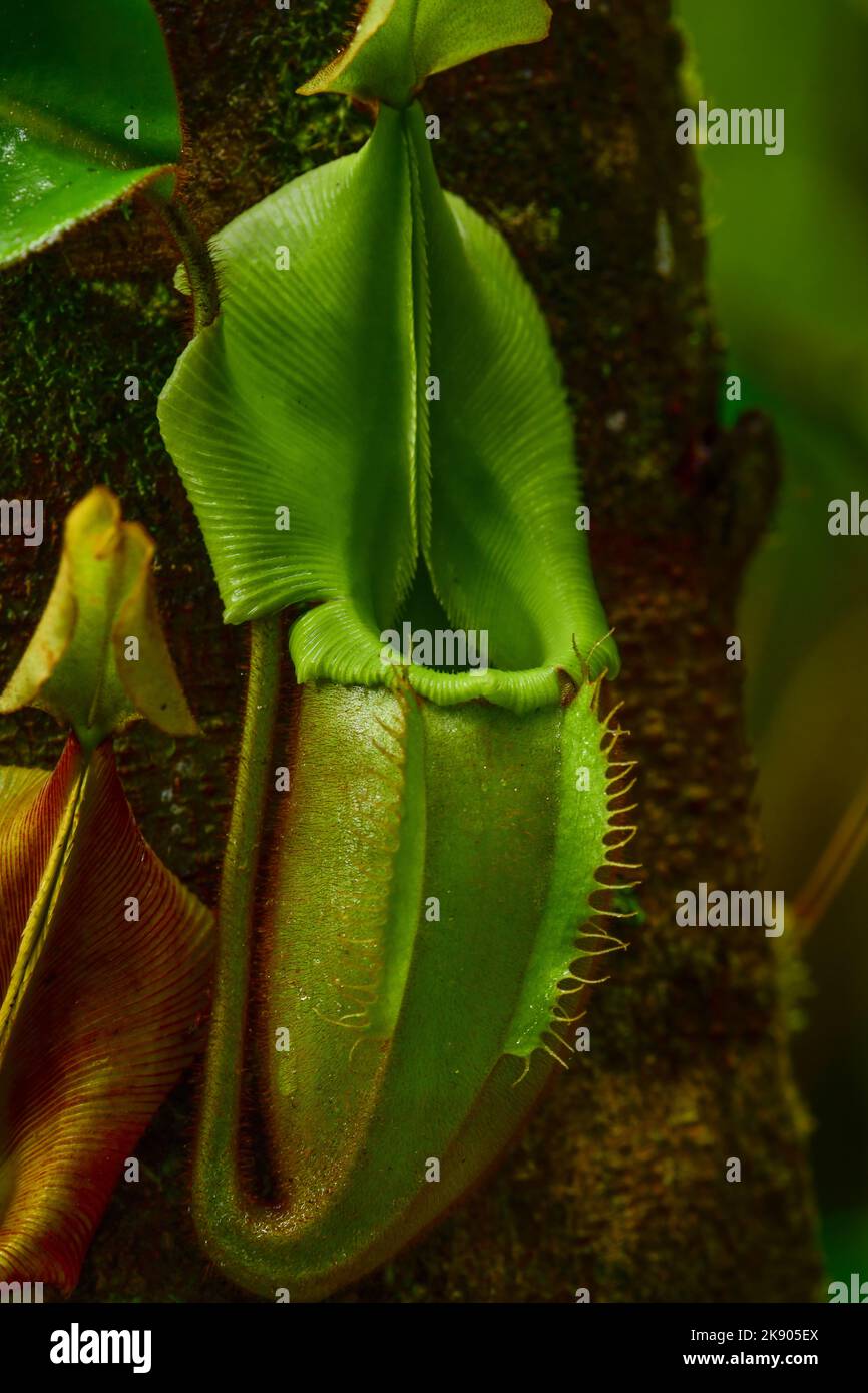 Close up view of Pitcher plant (Nepenthes sp.). Kinabalu National Park ...