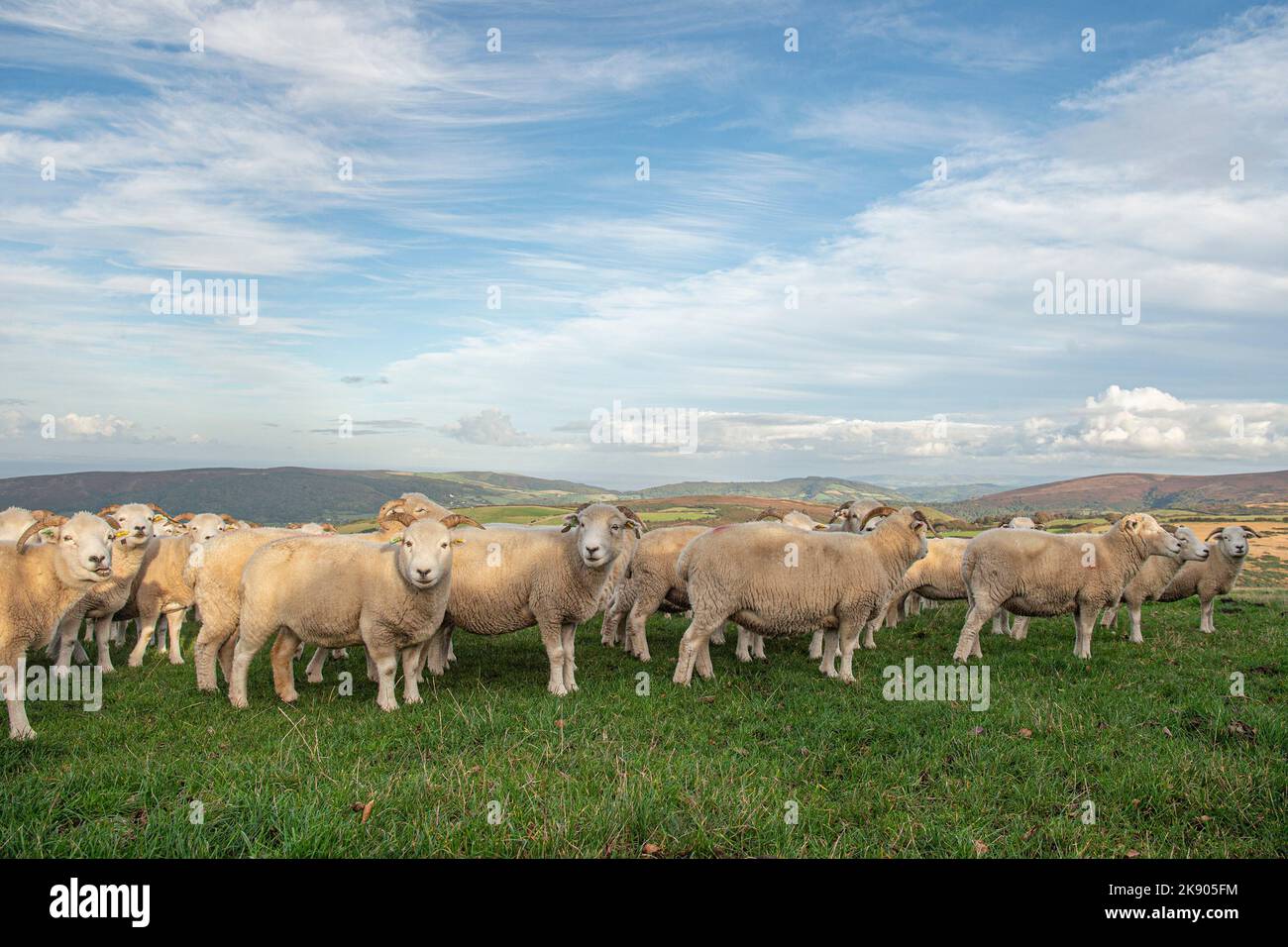 Flock sheep on free grazing hi-res stock photography and images - Alamy