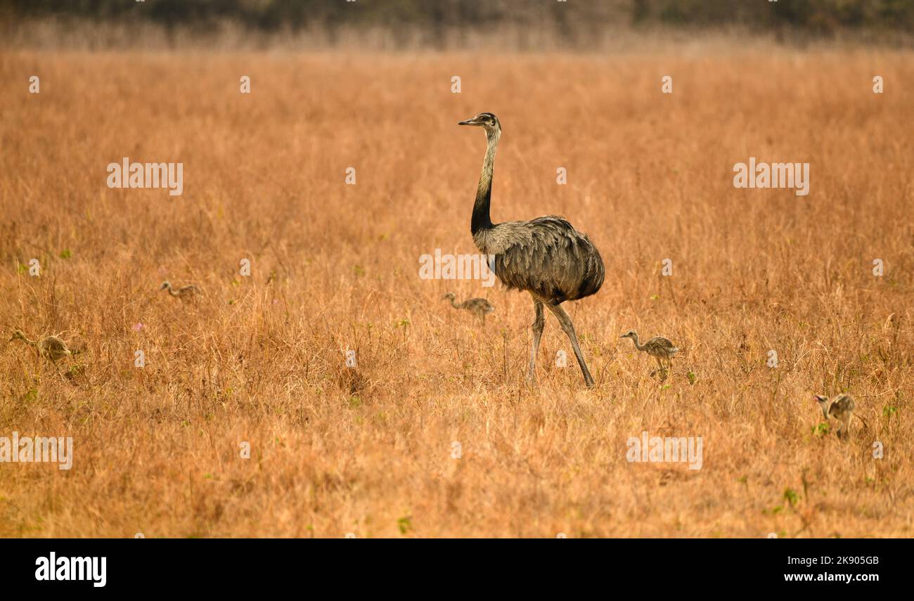 Greater Rhea (Rhea americana) with chicks feeding in the savanna, Pantanal, Mato Grosso, Brazil ...