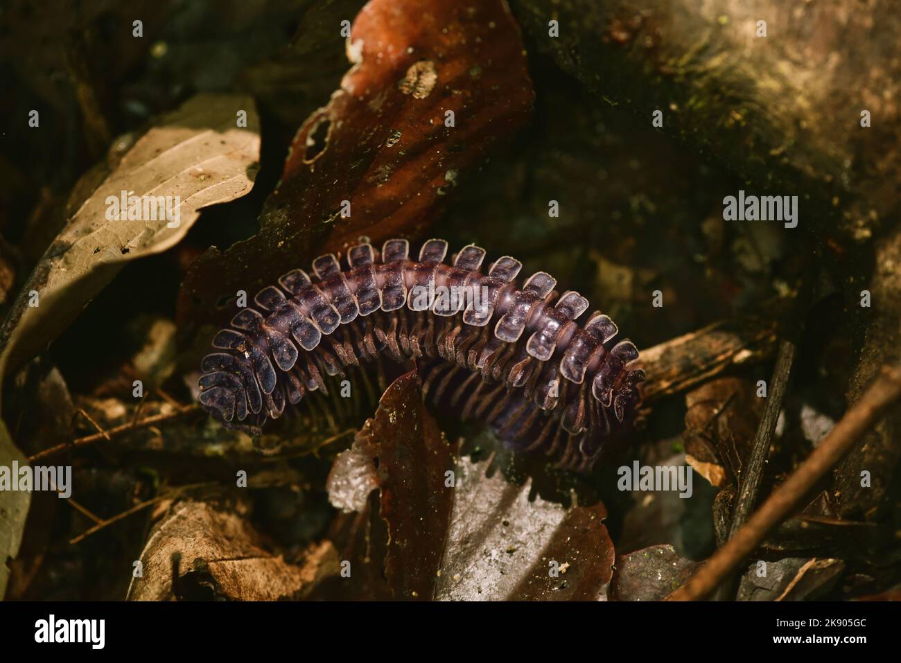 Tractor millipede (Barydesmus sp.) camouflated on the ground ...