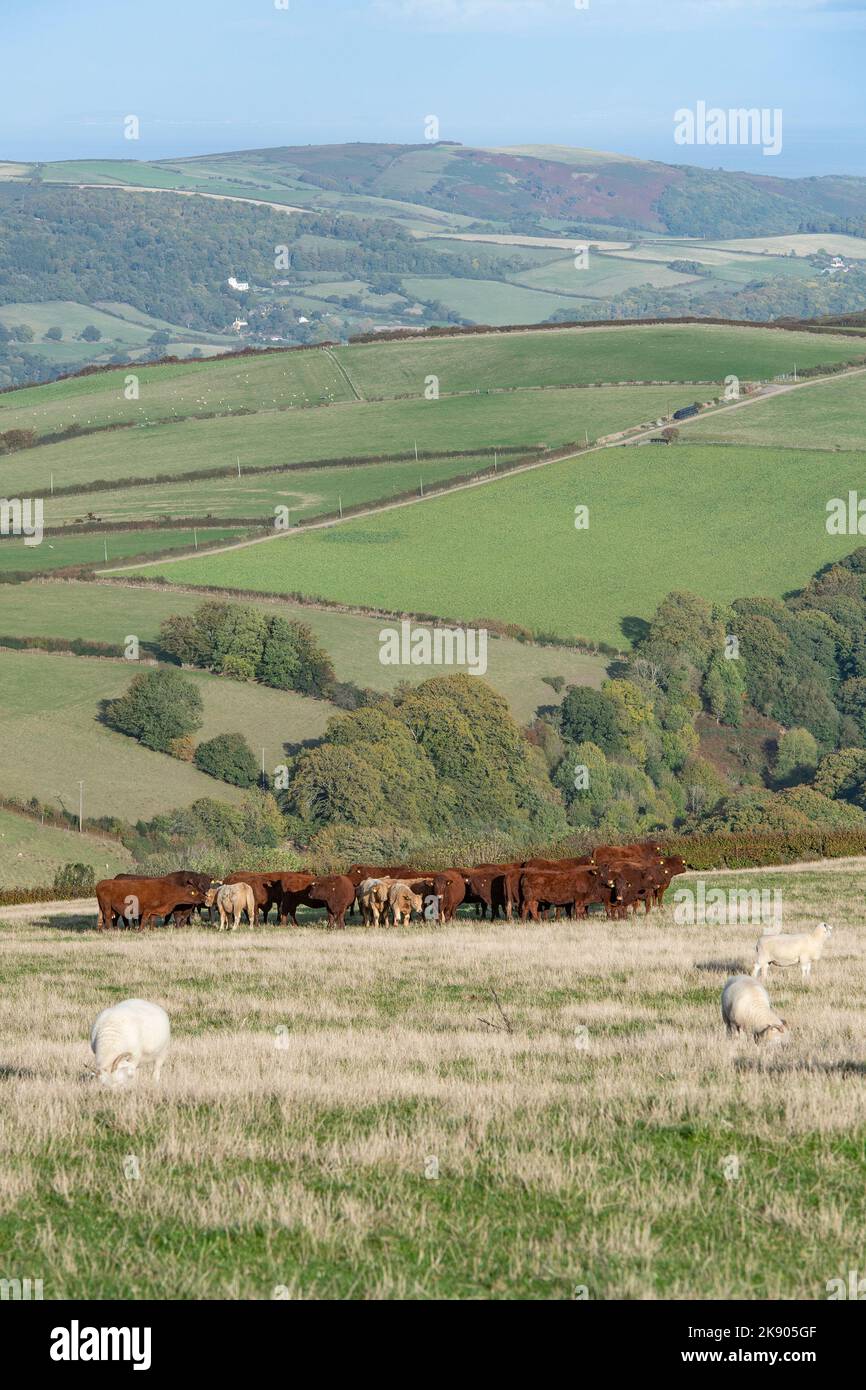 Ruby Devon Cattle and Exmoor Horn sheep grazing on Exmoor Stock Photo ...