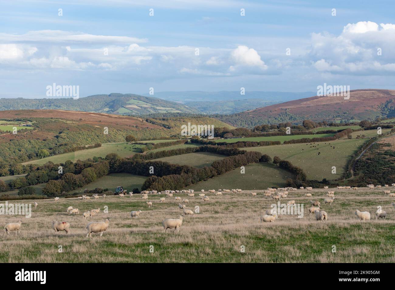 upland exmoor , United Kingdom, with exmoor mule sheep Stock Photo - Alamy