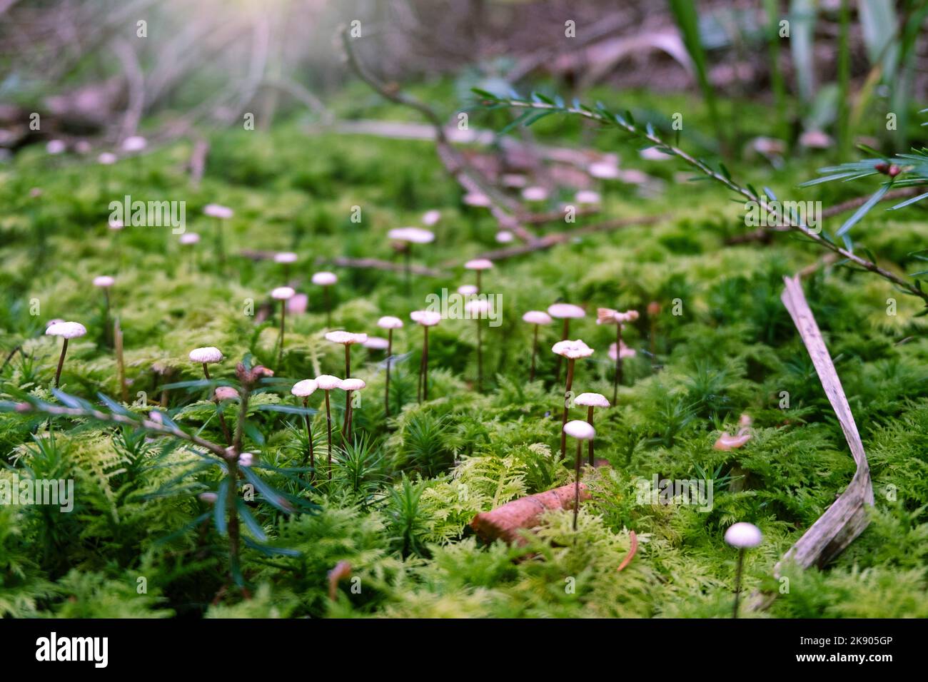 Close-up of group of Horsehair parachute fungi (Marasmius androsaceus ...