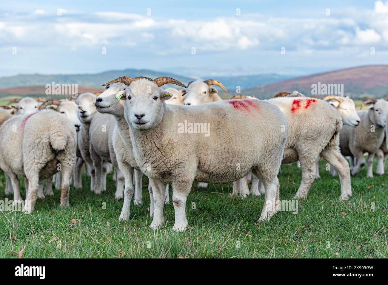 herd of Exmoor horn sheep on Exmoor UK Stock Photo - Alamy