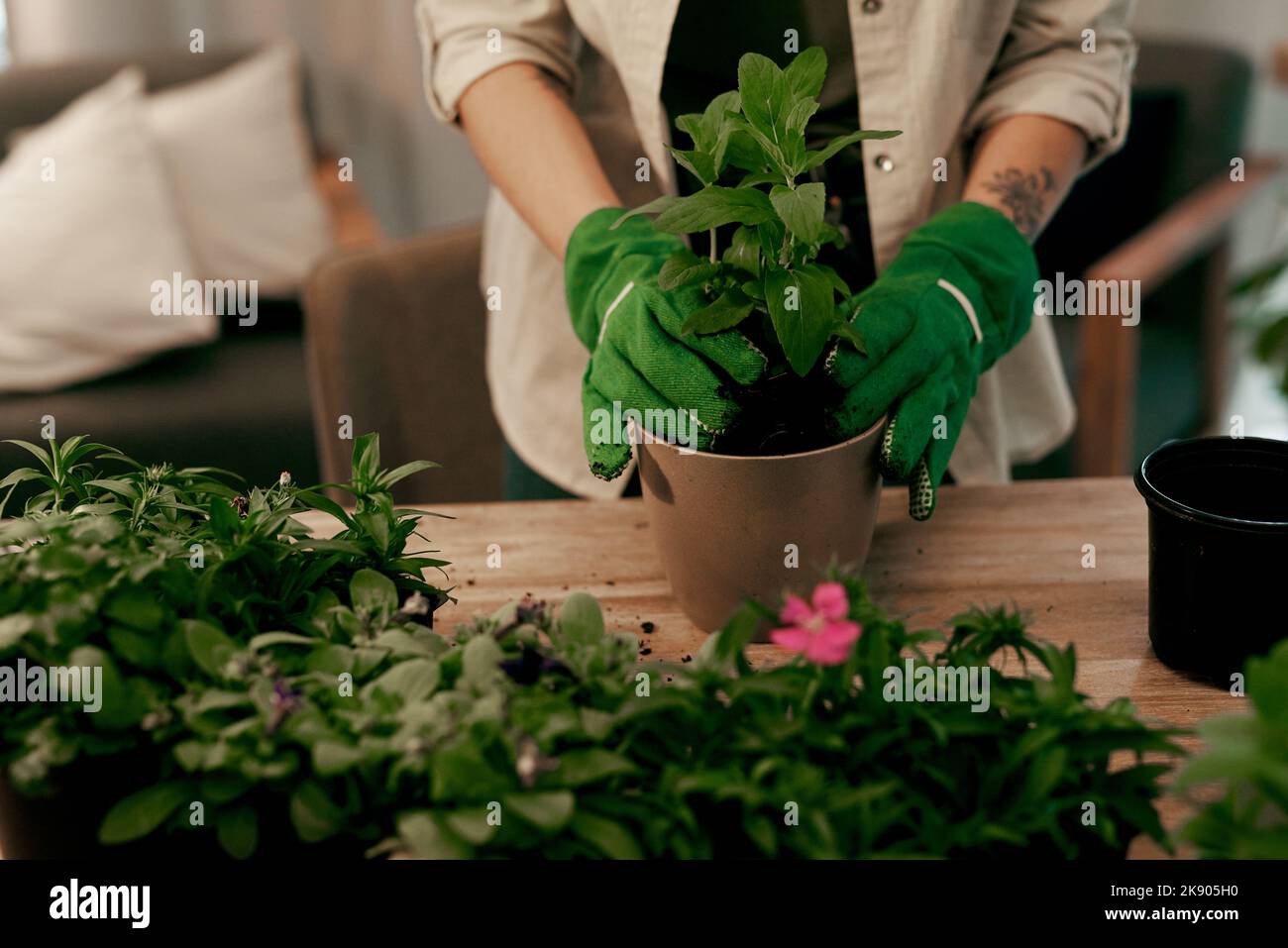 Firmly potted and ready to grow. an unrecognizable florist potting ...