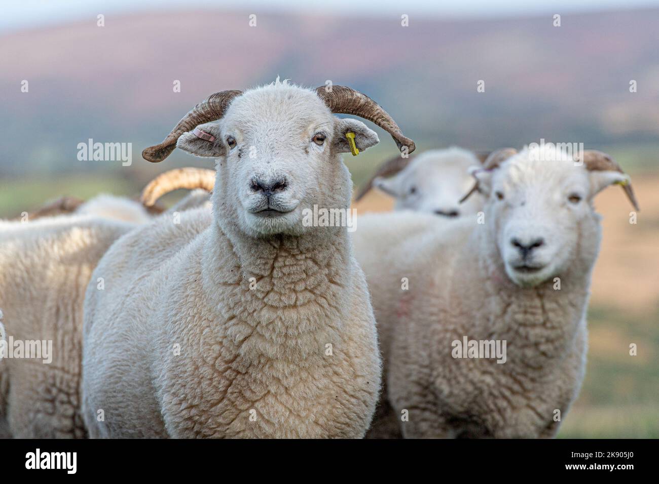 pedigree Exmoor Horn ewe Stock Photo - Alamy