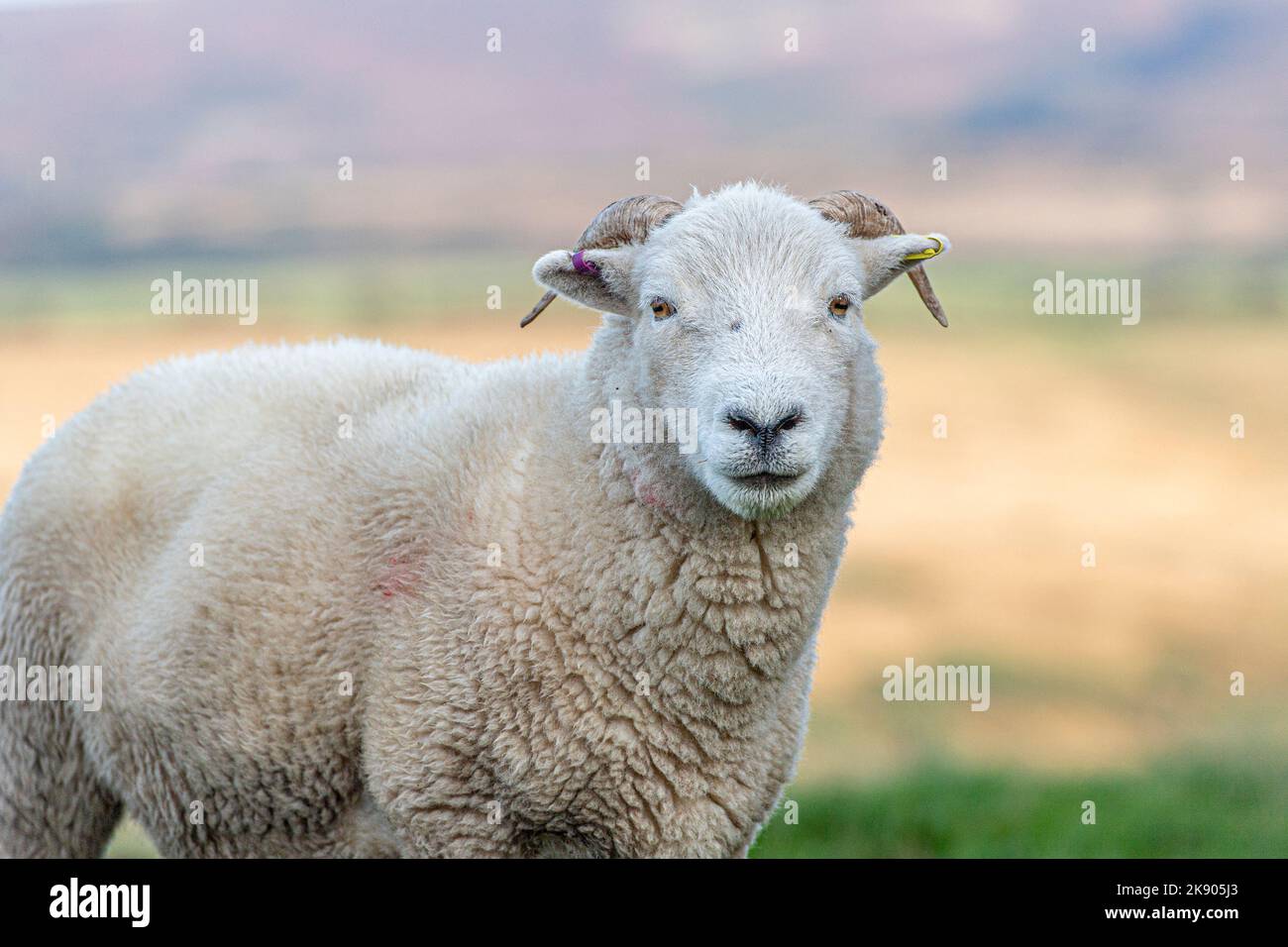 pedigree Exmoor Horn ewe Stock Photo - Alamy