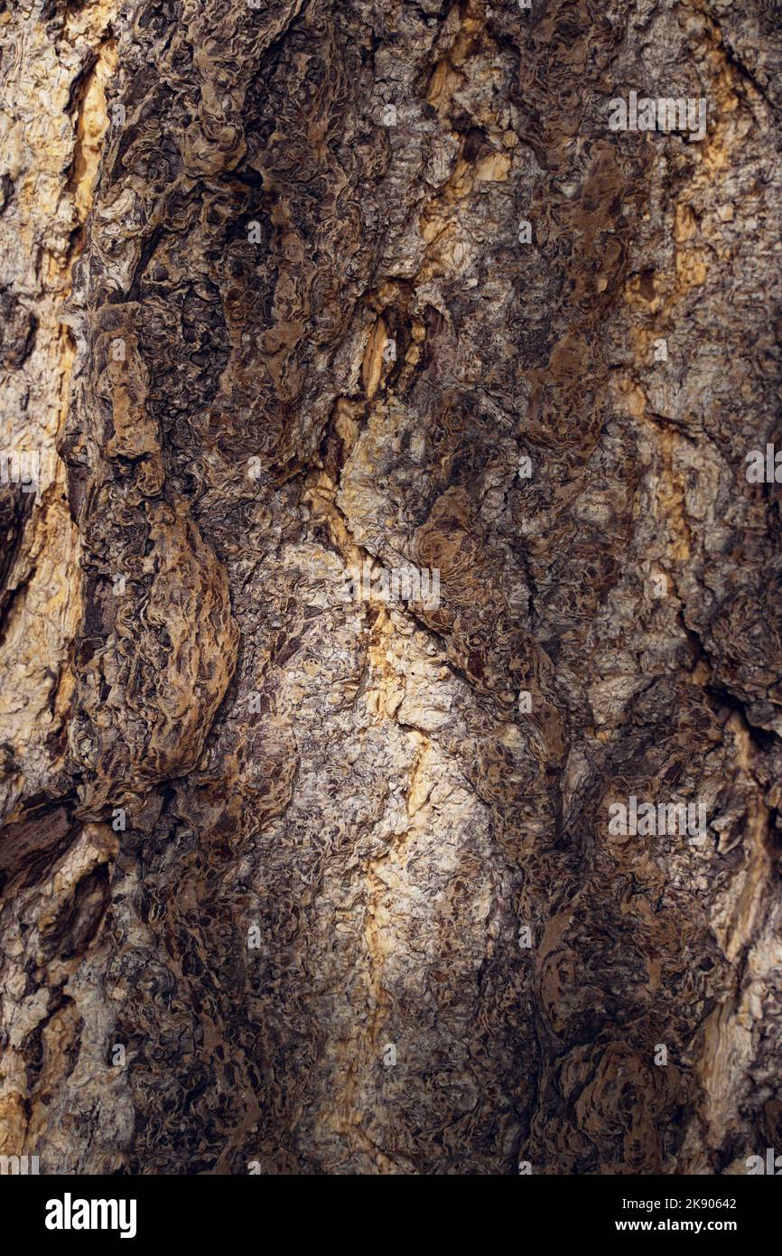 Brown tree bark texture close up background Stock Photo - Alamy
