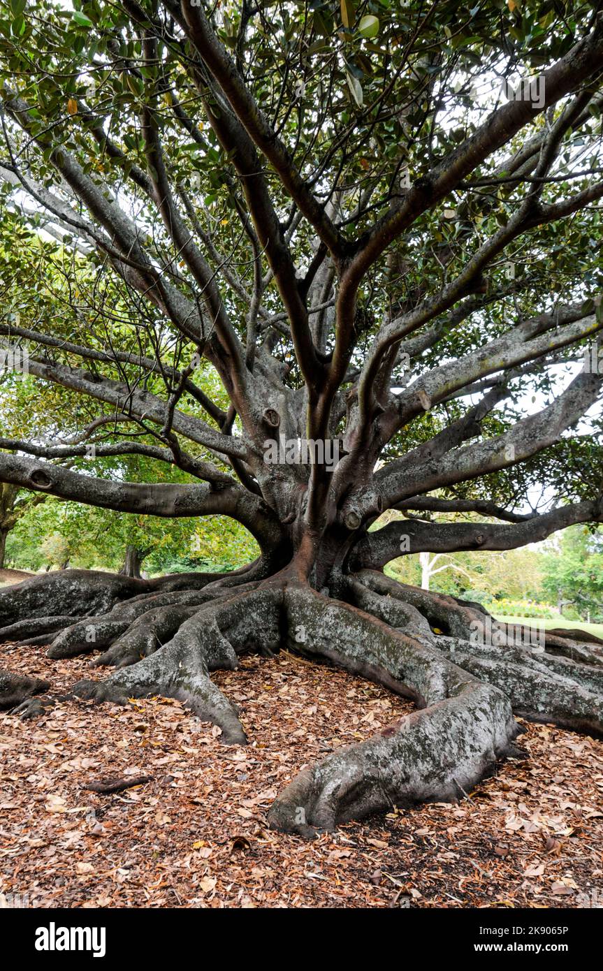 An Australian Moreton Bay Fig tree in the public park in Auckland on ...