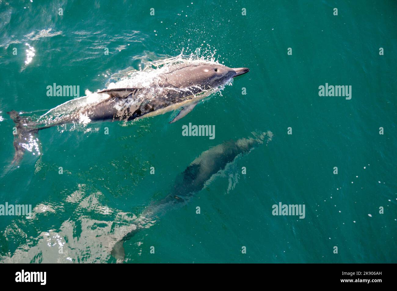 Two Dolphins swimming close together is a mother and her baby calf ...