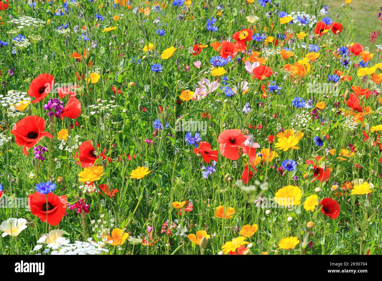 Beautiful natural wildflowers in the countryside, including various ...