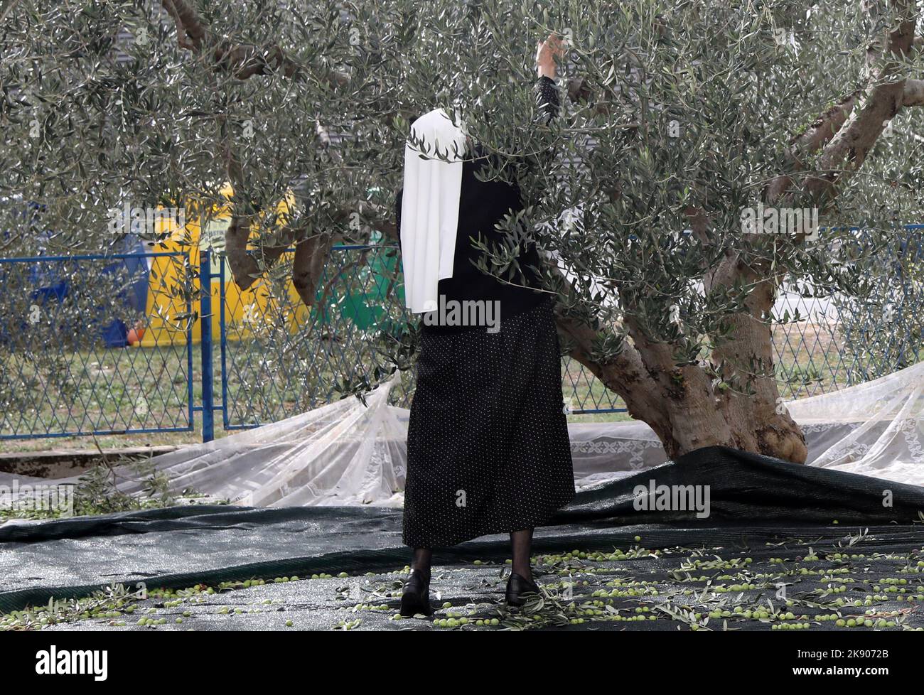 Sibenik, Croatia on October 25, 2022. Nuns from the "Sestre Milosrdnice ...