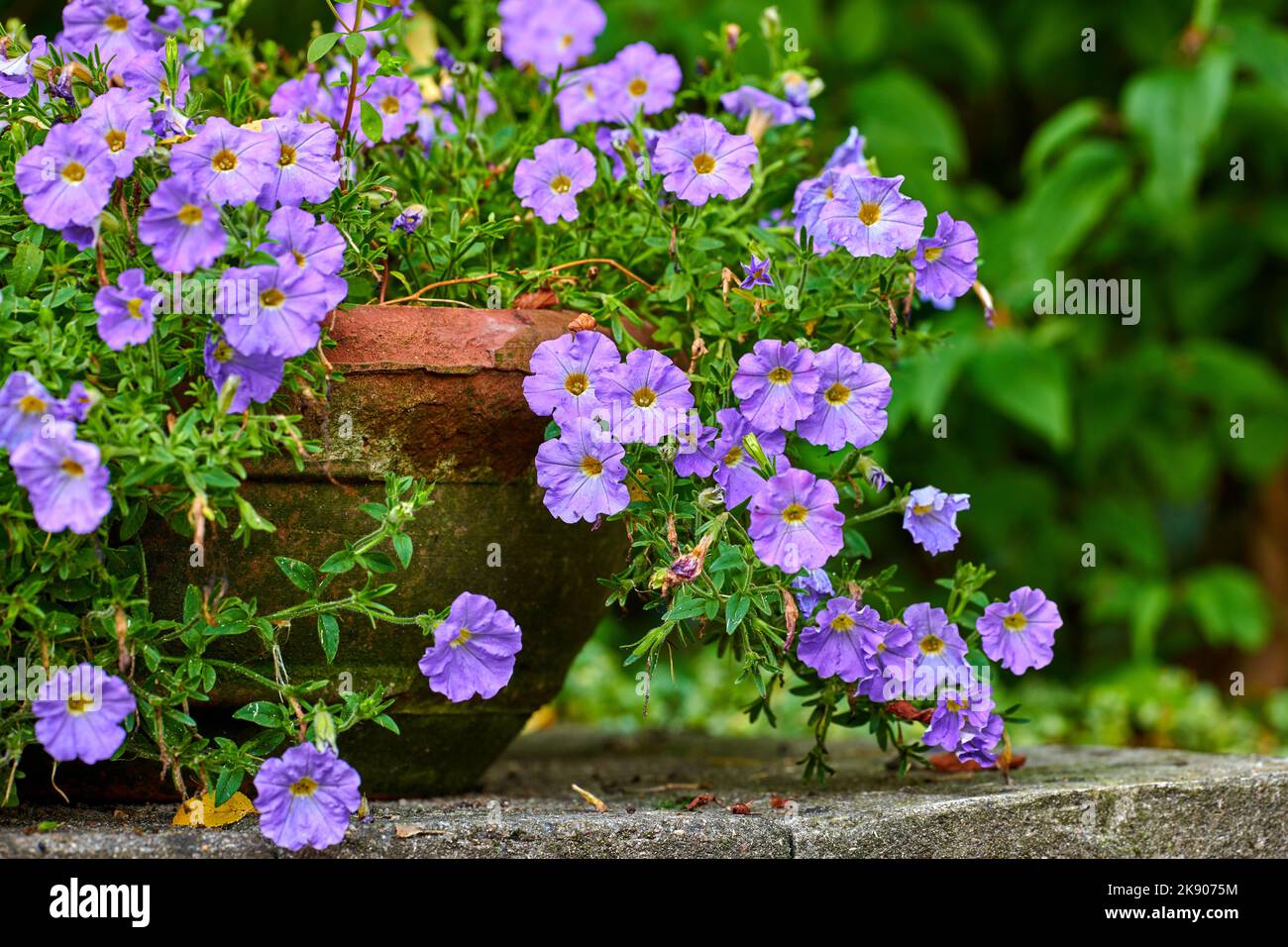 Purple garden flowers. A photo of beautiful purple flowers in ...