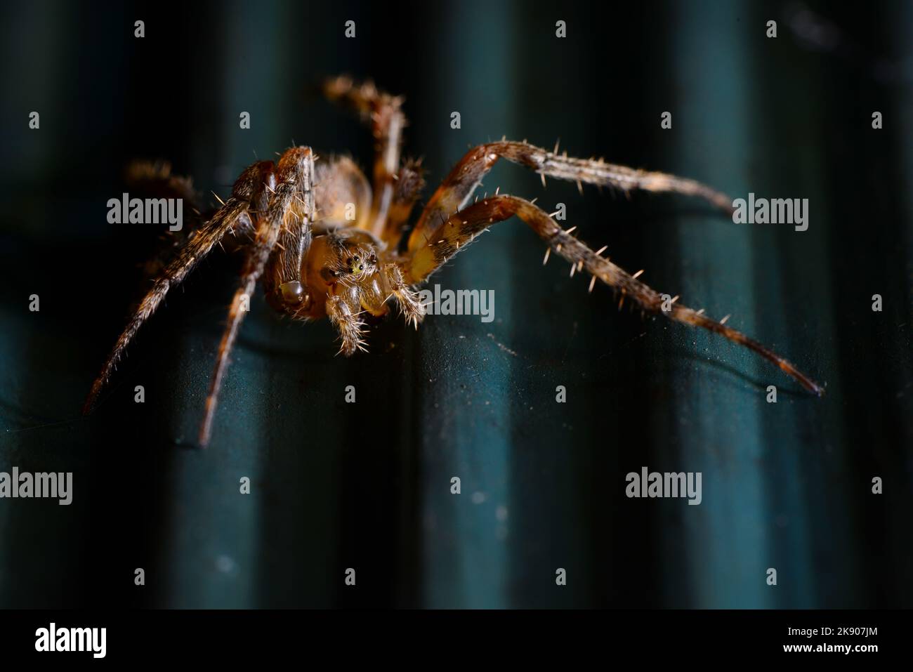 The macro view of a European garden spider on the striped surface Stock ...