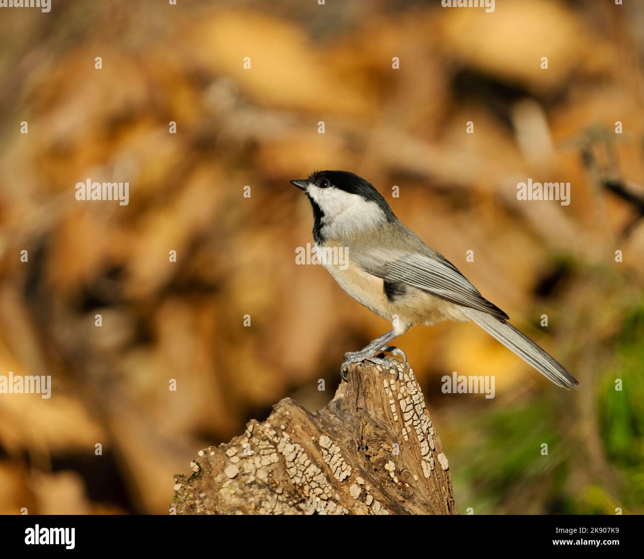 A closeup view of the Carolina Chickadee standing on wood Stock Photo ...