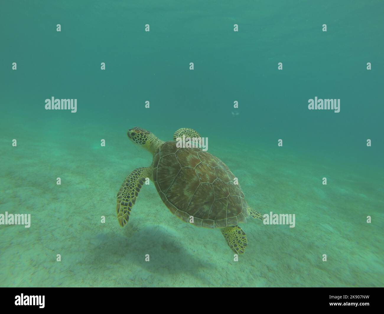 The high-angle underwater view of a Loggerhead sea turtle swimming ...