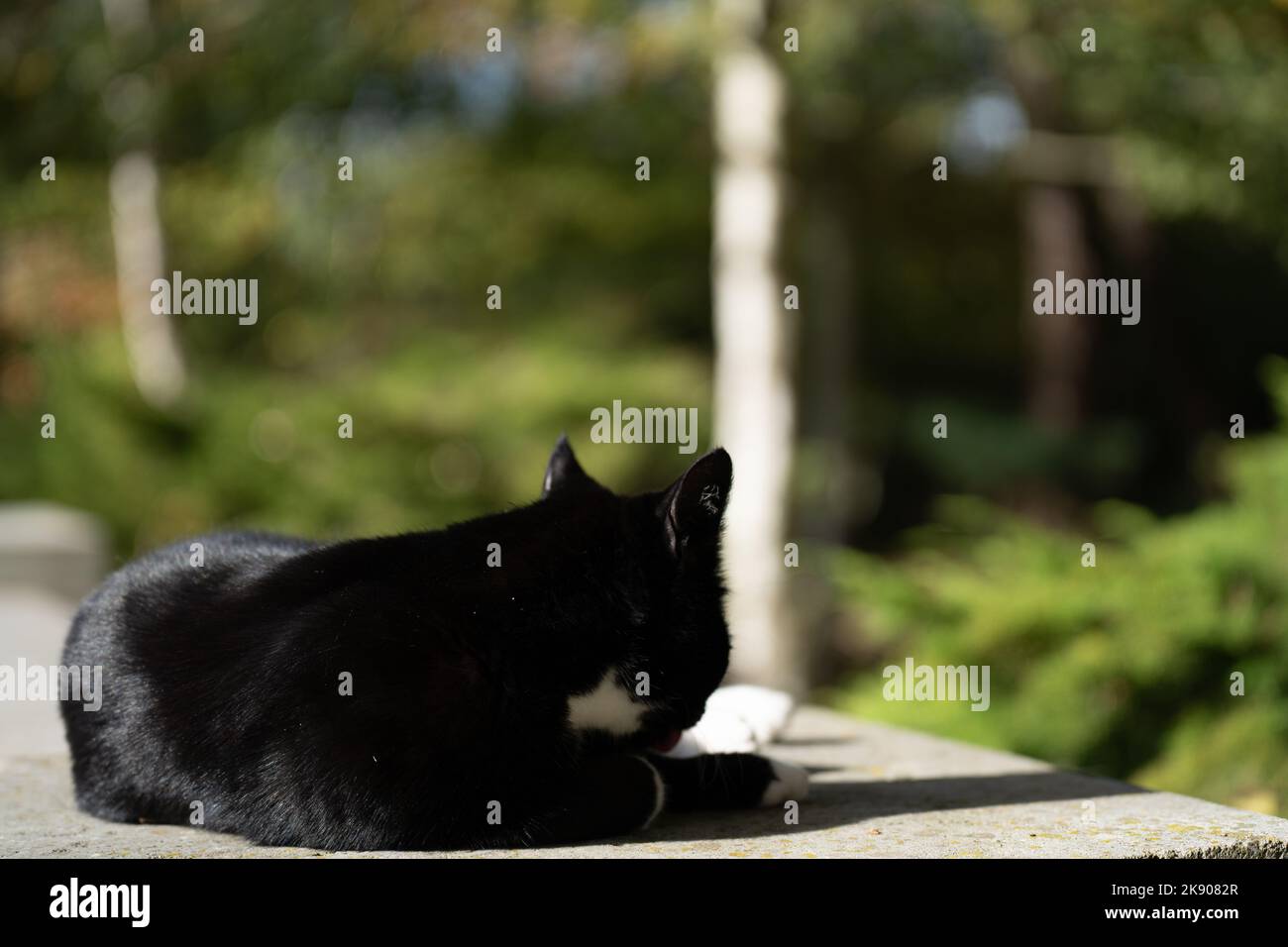 The black fluffy cat laying with its back to the camera on a stone on a ...