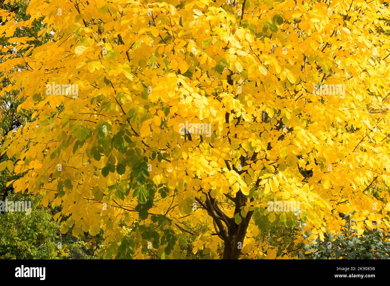 Cladrastis lutea, Kentucky Yellowwood, Cladrastis kentukea, Autumn,Tree ...