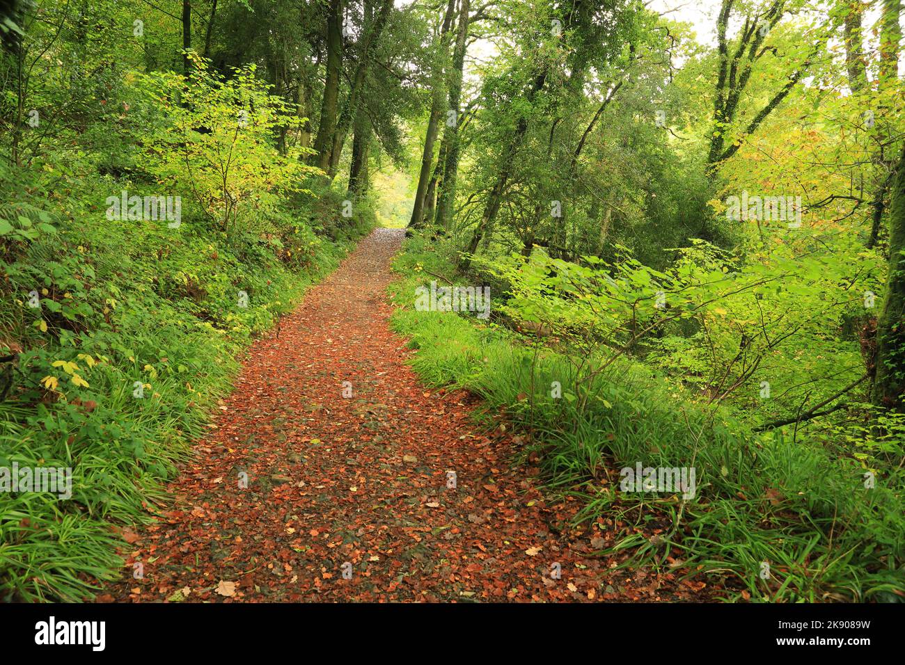 Holne woods woodland path, Dartmoor, Devon, England UK Stock Photo - Alamy