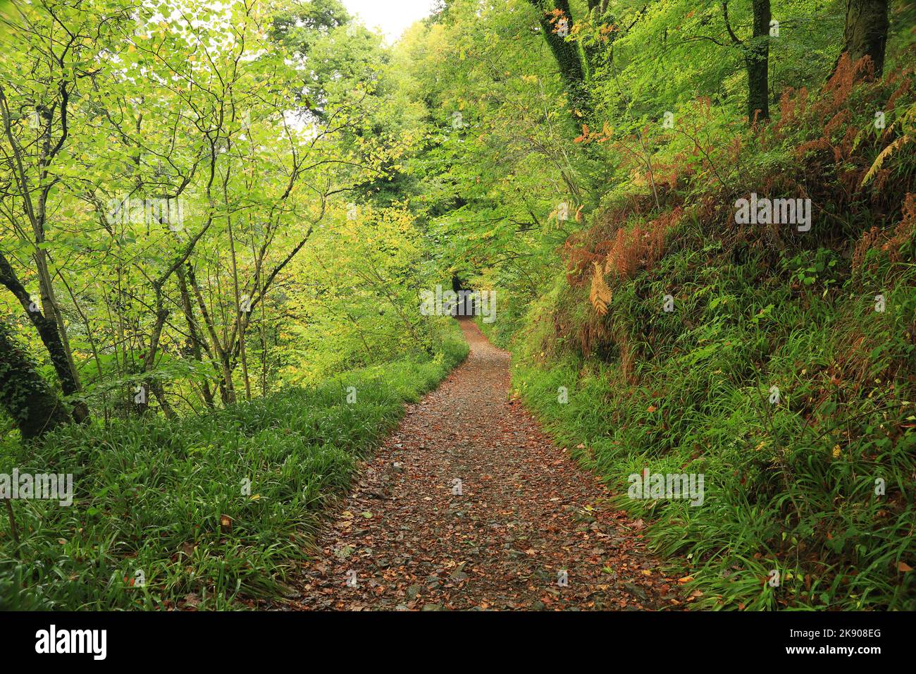 Holne woods woodland path, Dartmoor, Devon, England UK Stock Photo - Alamy