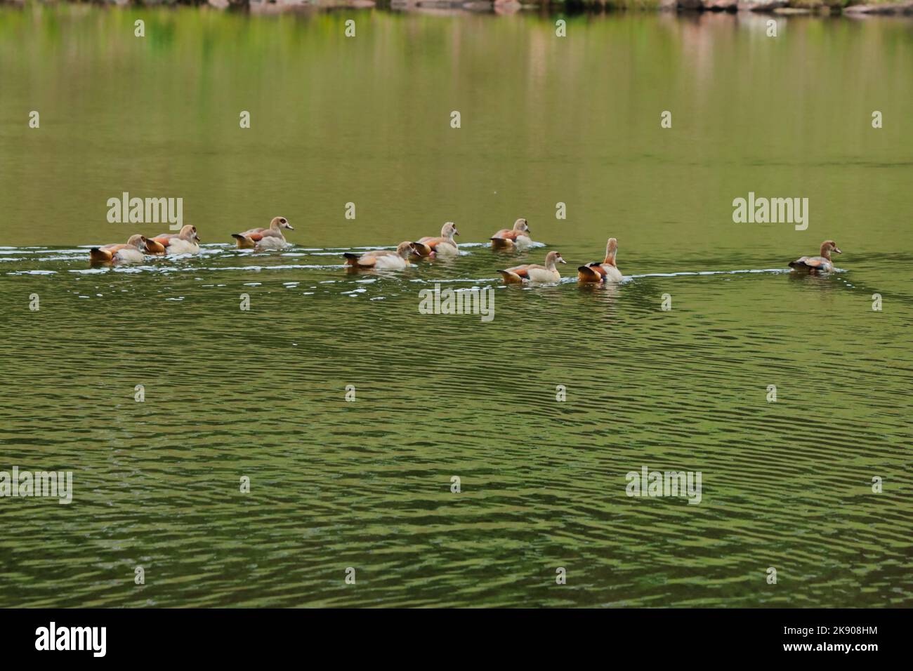 A raft of mallard ducks swimming in the lake Stock Photo - Alamy