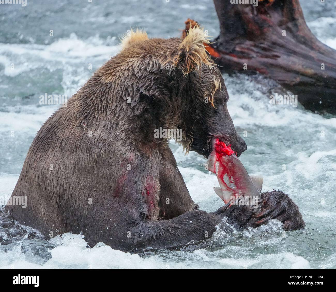 A closeup shot of a brown grizzly bear devouring a bloody prey fish in ...