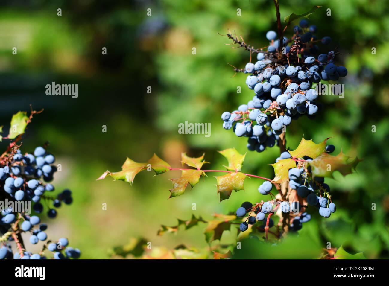 Purple wild berries in nature with green leaves in a sunny summer day ...