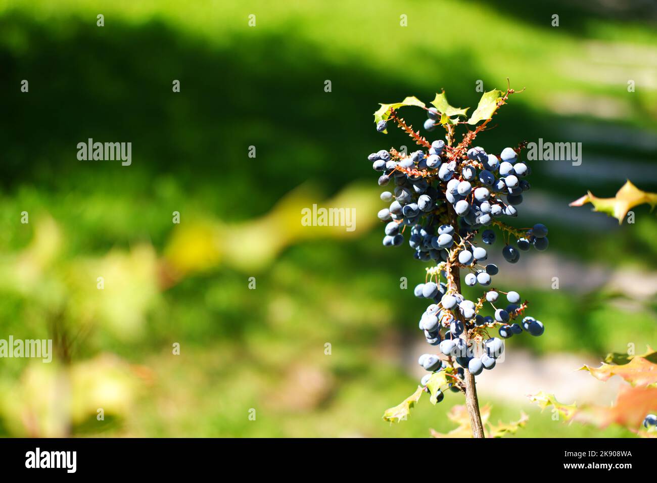 Purple wild berries in nature with green leaves in a sunny summer day ...