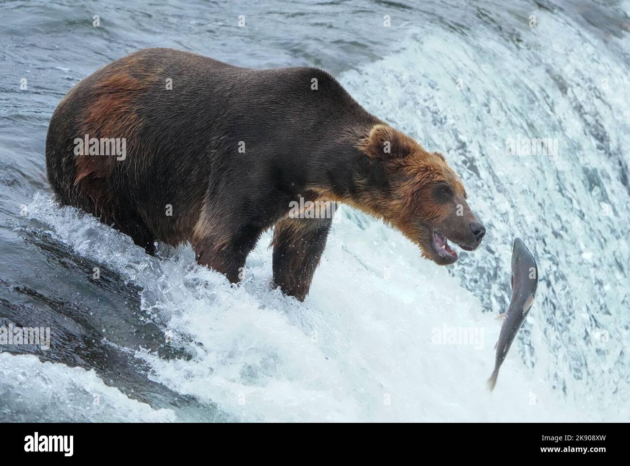 A large brown grizzly bear stretching to catch a fish in a waterfall ...