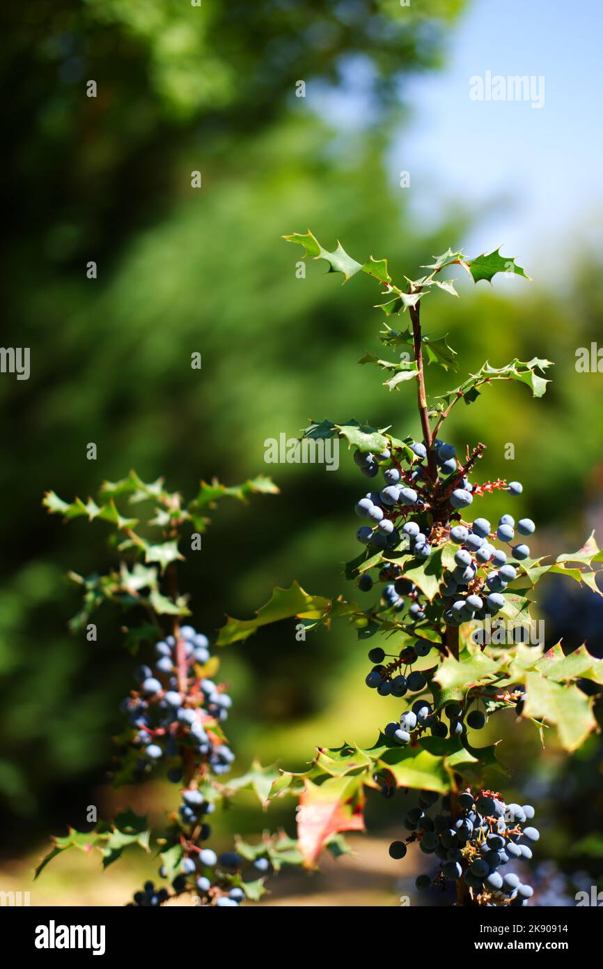 Purple wild berries in nature with green leaves in a sunny summer day ...
