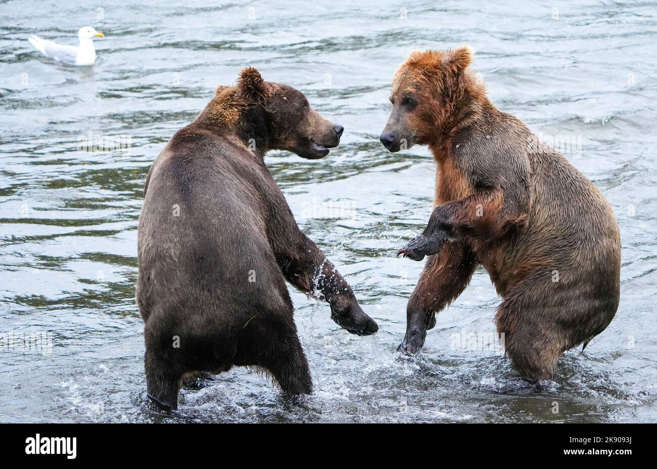 Fluffy wet brown grizzly hi-res stock photography and images - Alamy